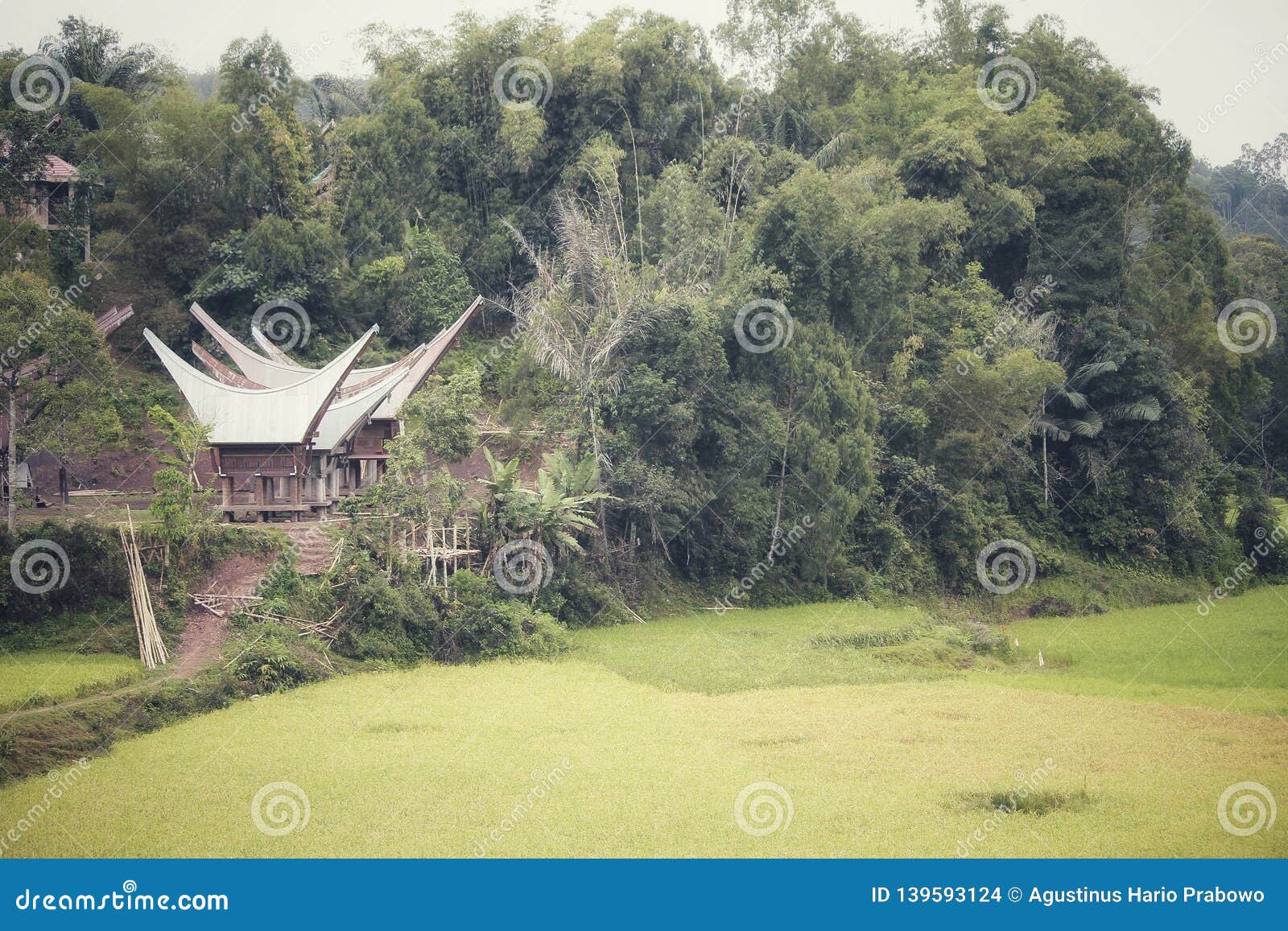 Tongkonan stock photo. Image of morning, tana, toraja - 139593124