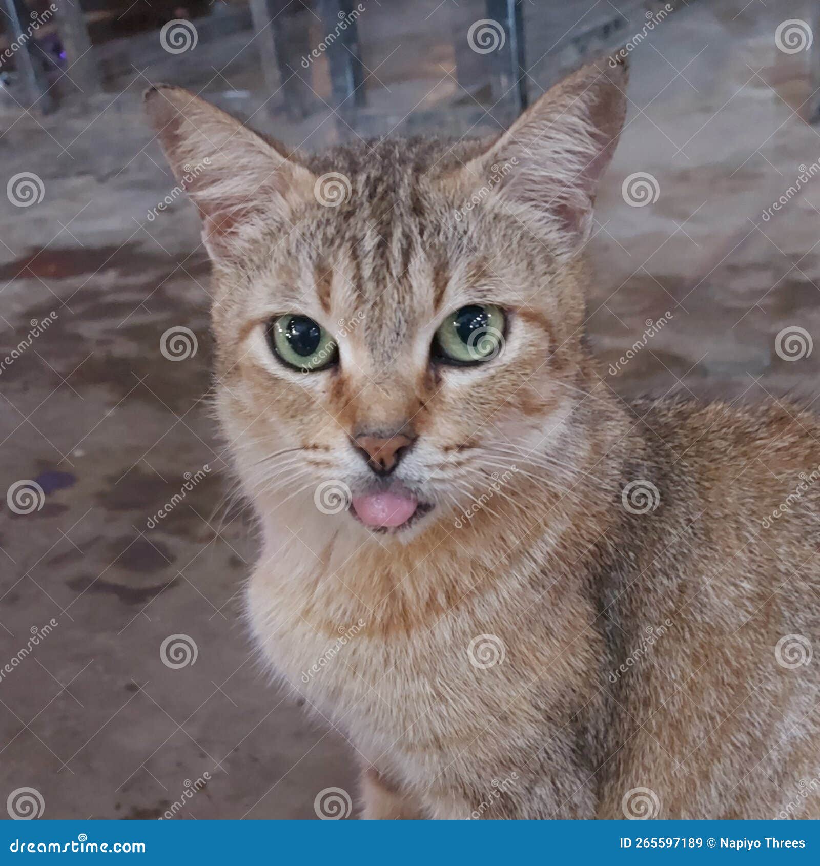 Tongue cat stock image. Image of animal, emotion, cute - 265597189