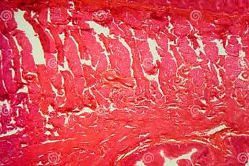 Tongue Cells Under the Microscope Stock Photo - Image of cell, forensic ...