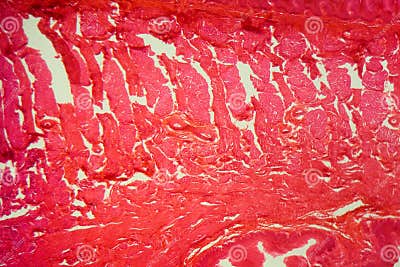 Tongue Cells Under the Microscope Stock Photo - Image of cell, forensic ...