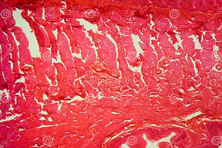 Tongue Cells Under the Microscope Stock Photo - Image of cell, forensic ...