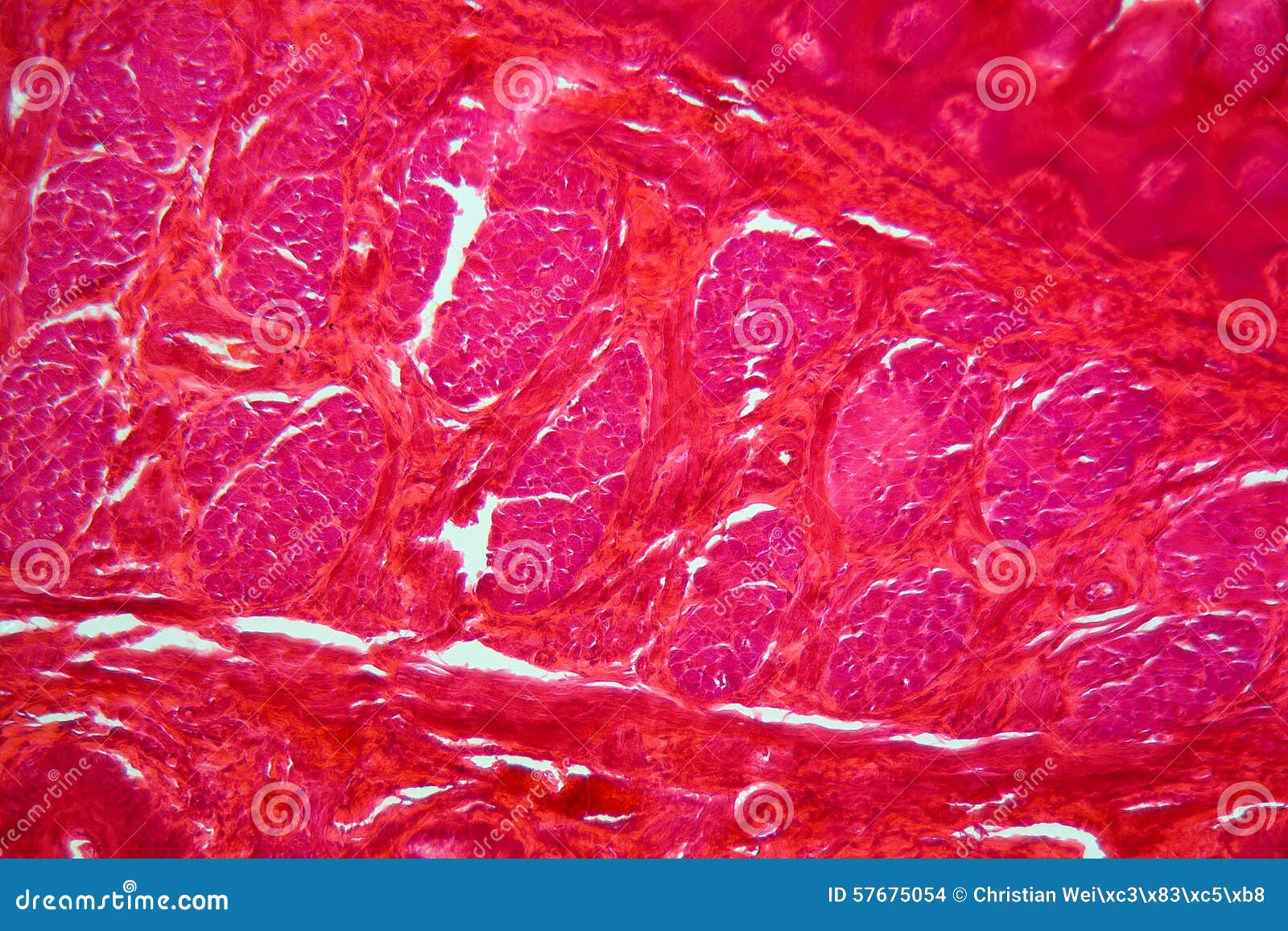 Tongue Cells Under the Microscope Stock Photo - Image of healthy ...