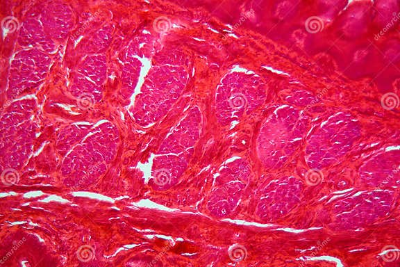 Tongue Cells Under the Microscope Stock Photo - Image of healthy ...