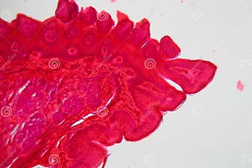 Tongue Cells Under the Microscope Stock Image - Image of cell ...