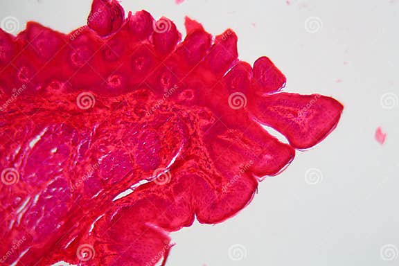 Tongue Cells Under the Microscope Stock Image - Image of cell ...