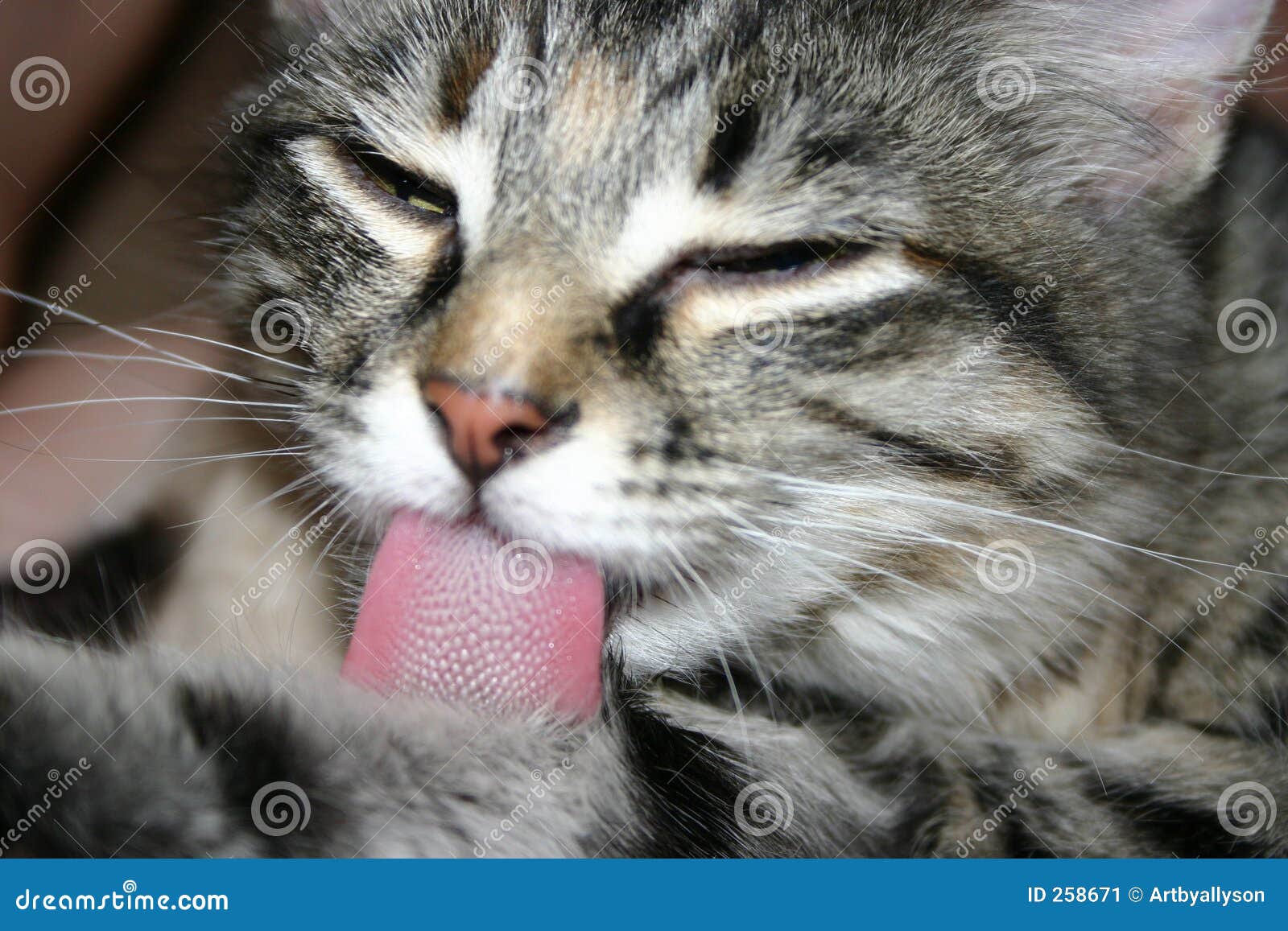 Labeled Cat Tongue Close Up