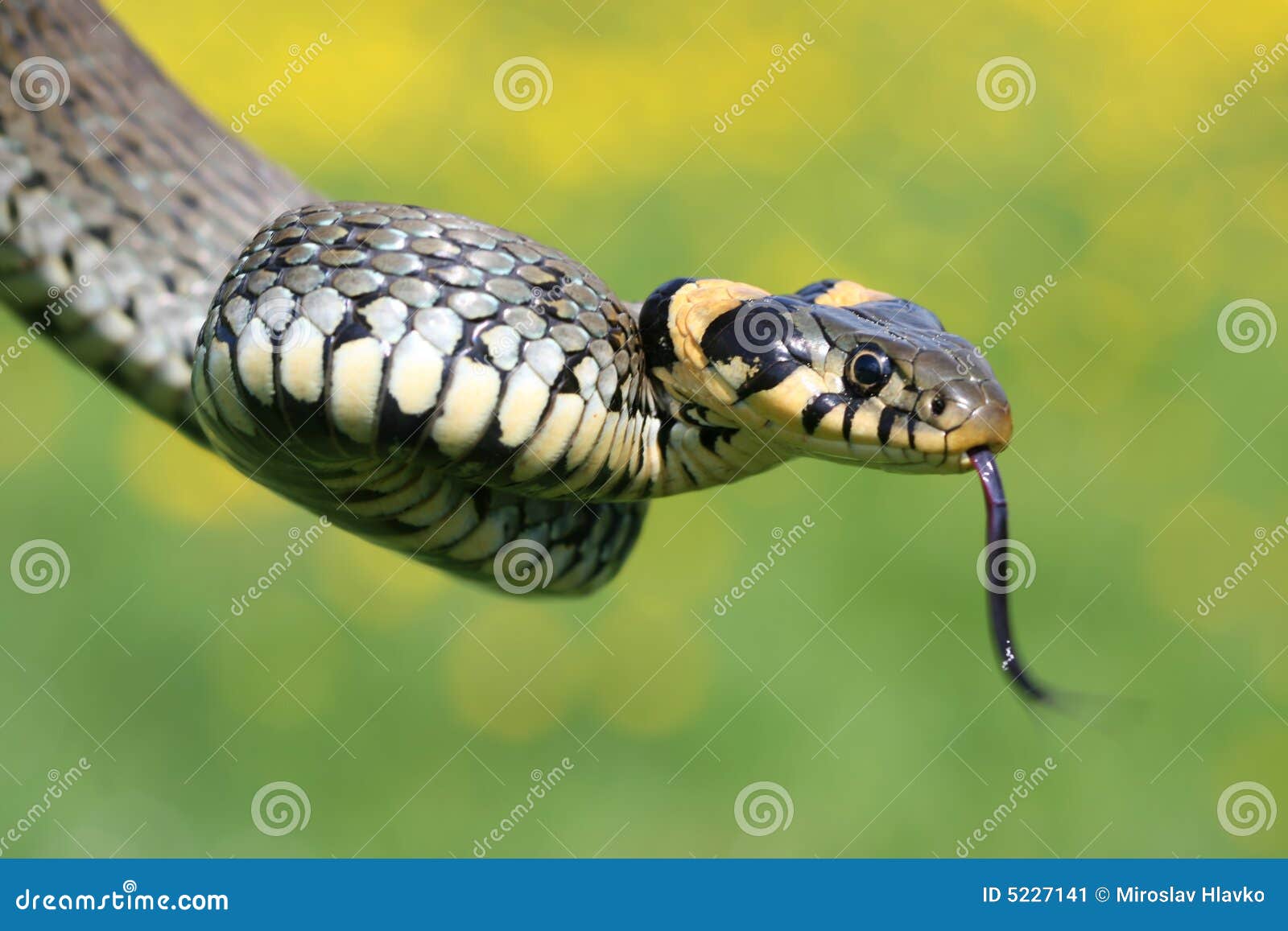 With Tongue Loll Out Picture. Image: 5227141