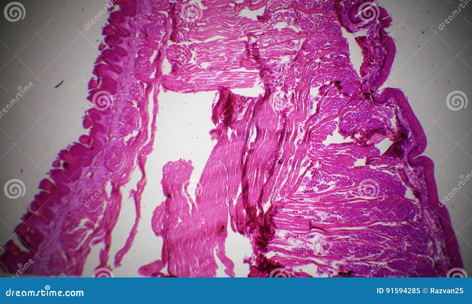 Tongue Longitudinal Section Under the Microscope Stock Image - Image of ...