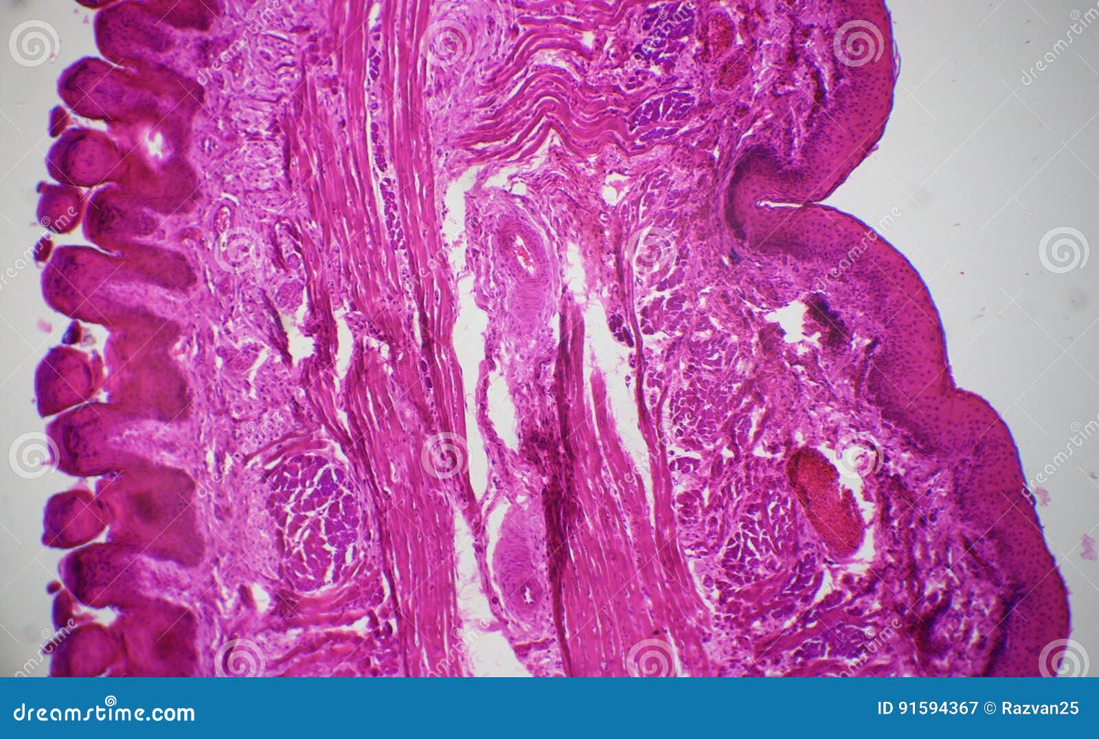 Tongue Longitudinal Section Under the Microscope Stock Image - Image of ...