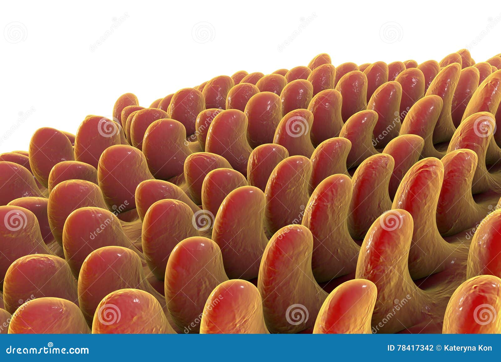 Tongue Papillae, Illustration Royalty-Free Cartoon | CartoonDealer.com ...