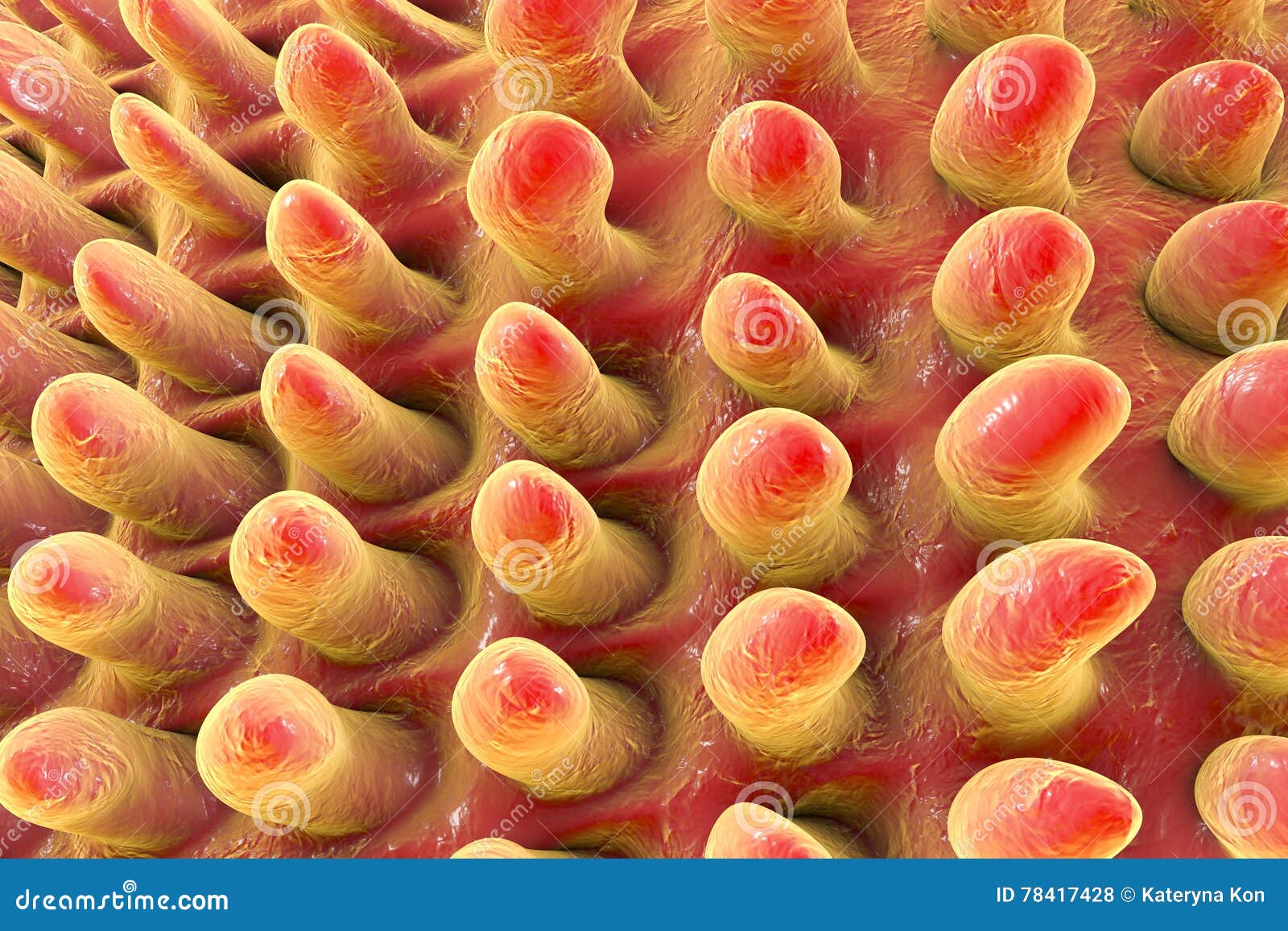 Tongue Papillae, Illustration Royalty-Free Cartoon | CartoonDealer.com ...