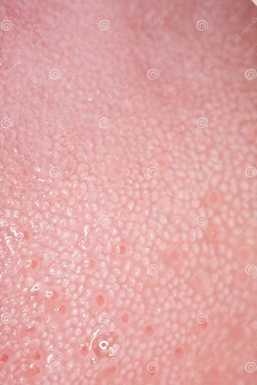 Tongue texture stock image. Image of oral, papilla, mucosal - 11777665