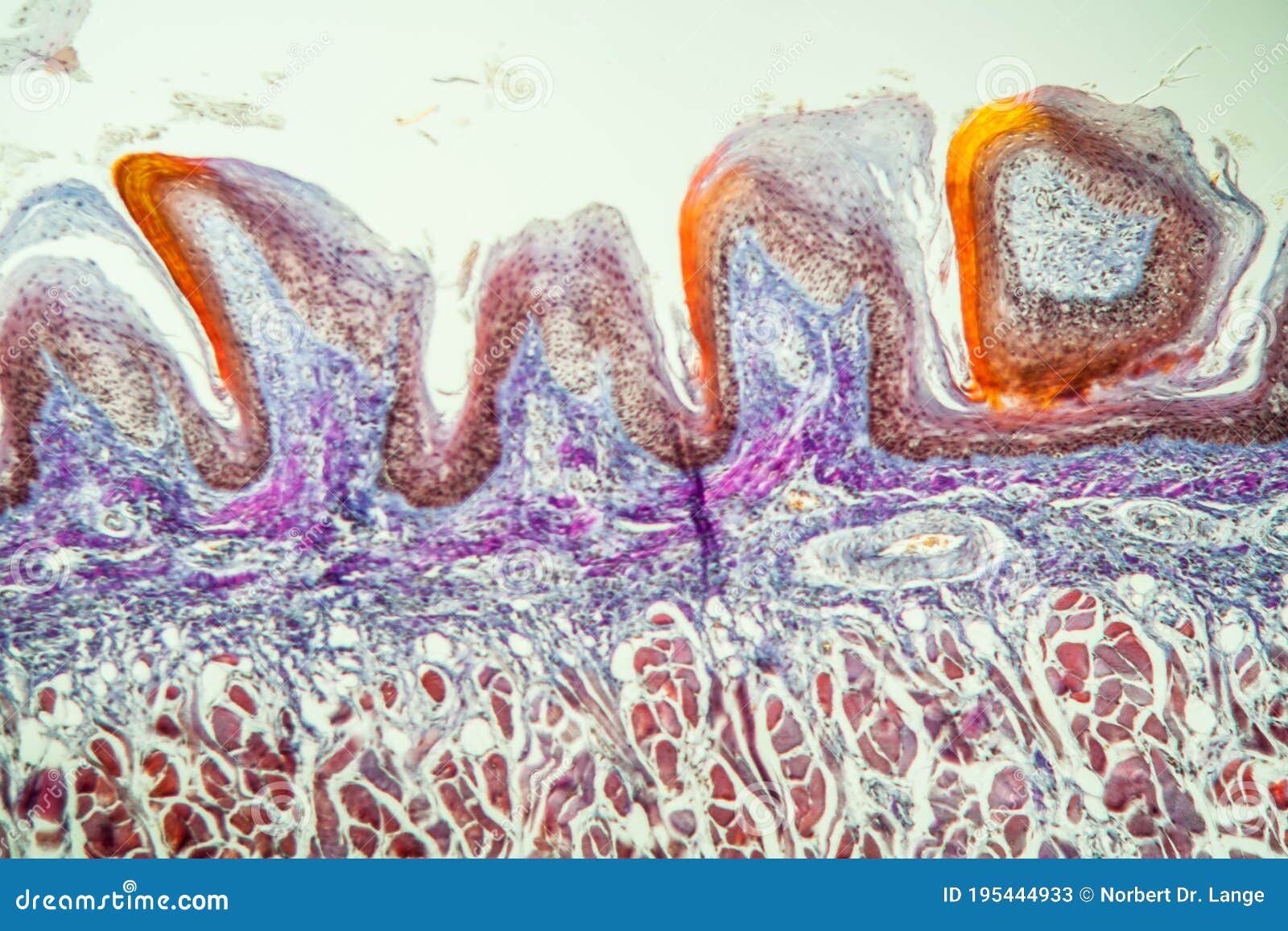 Tongue Tissue with Taste Buds Across Stock Image - Image of tiny ...
