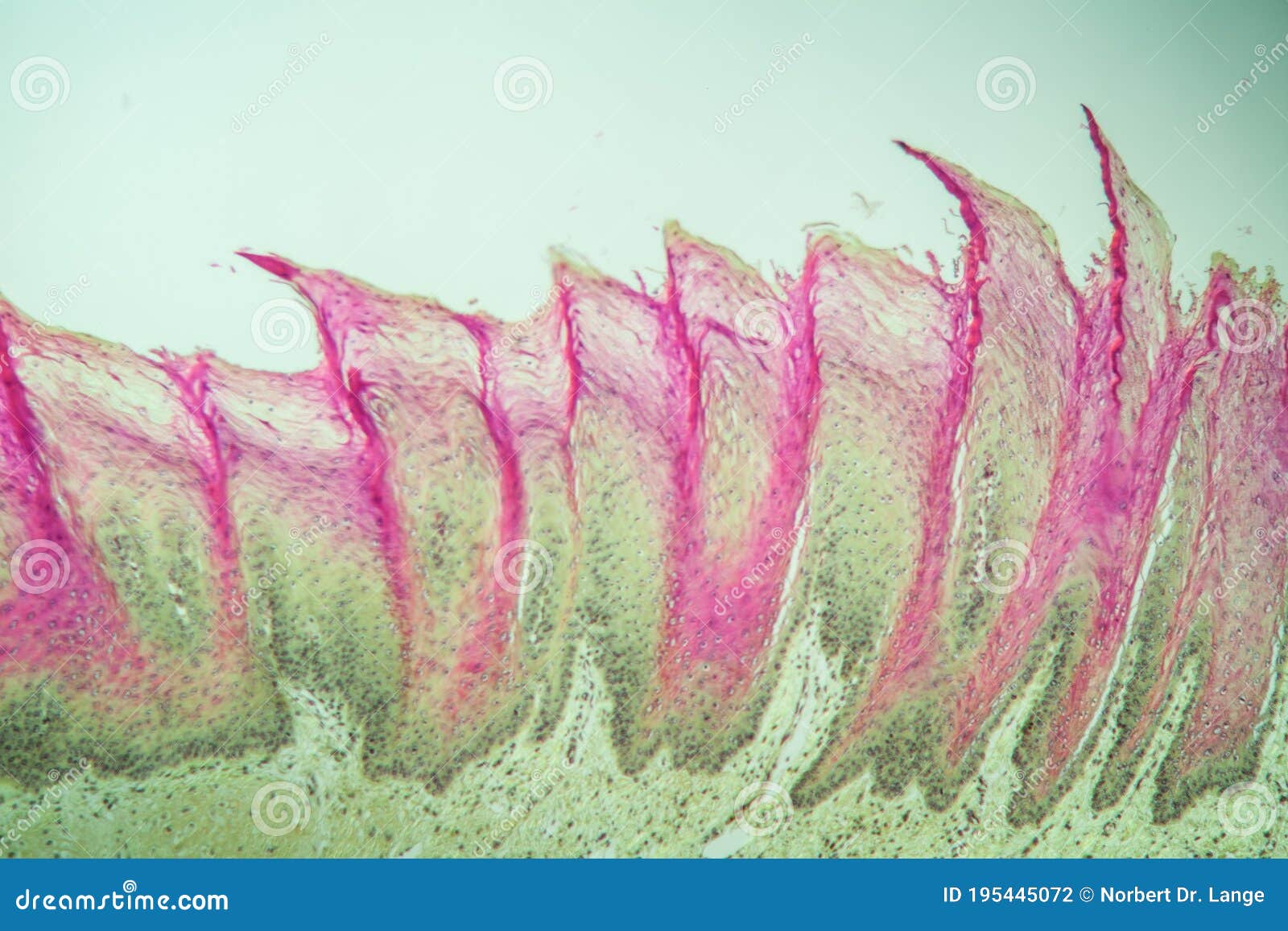 Taste Buds Royalty-Free Stock Photo | CartoonDealer.com #93292245