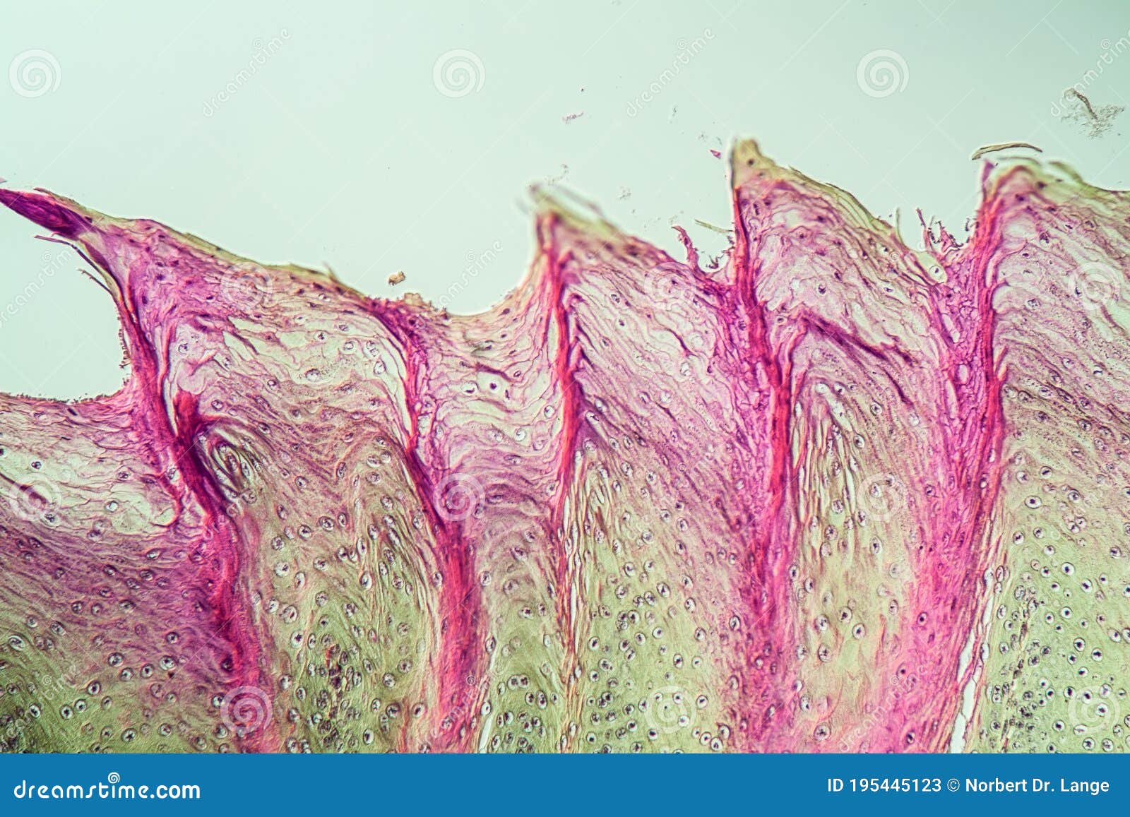 Tongue Tissue with Taste Buds Across Stock Image - Image of science ...