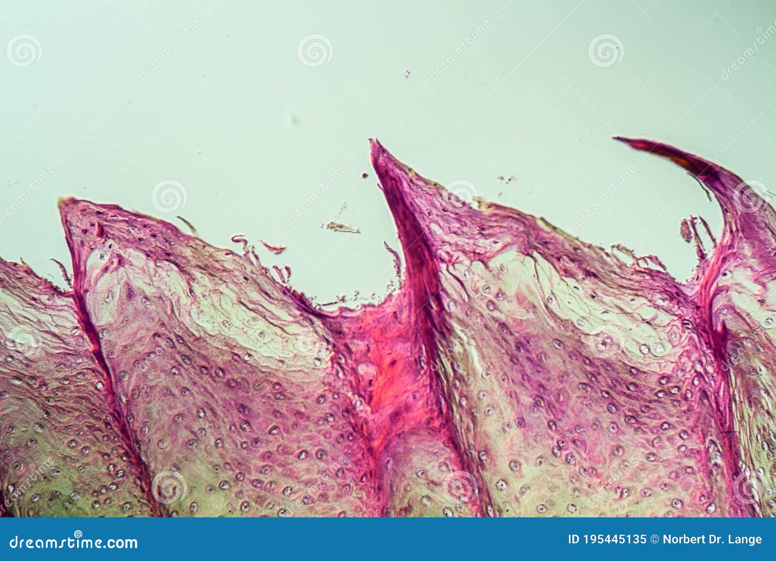 Tongue Tissue with Taste Buds Across Stock Image - Image of food ...