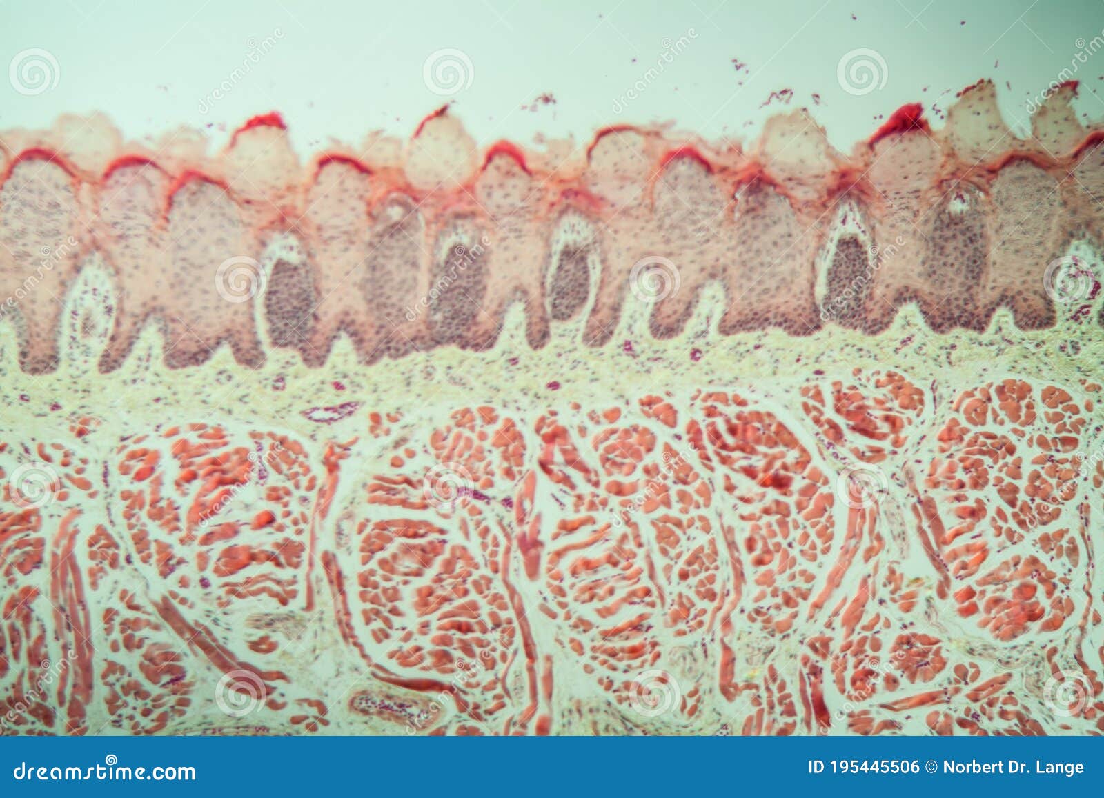 Taste Buds Royalty-Free Stock Photo | CartoonDealer.com #93292245