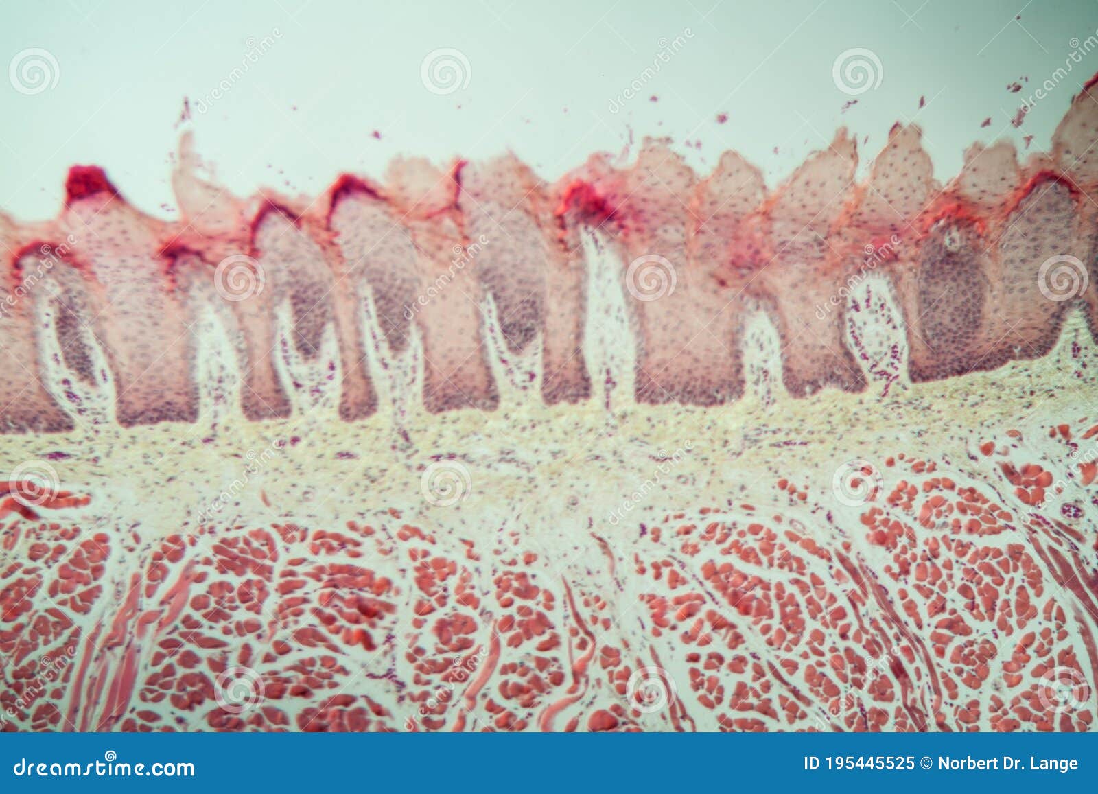Tongue Tissue with Taste Buds Across Stock Image - Image of tissue ...