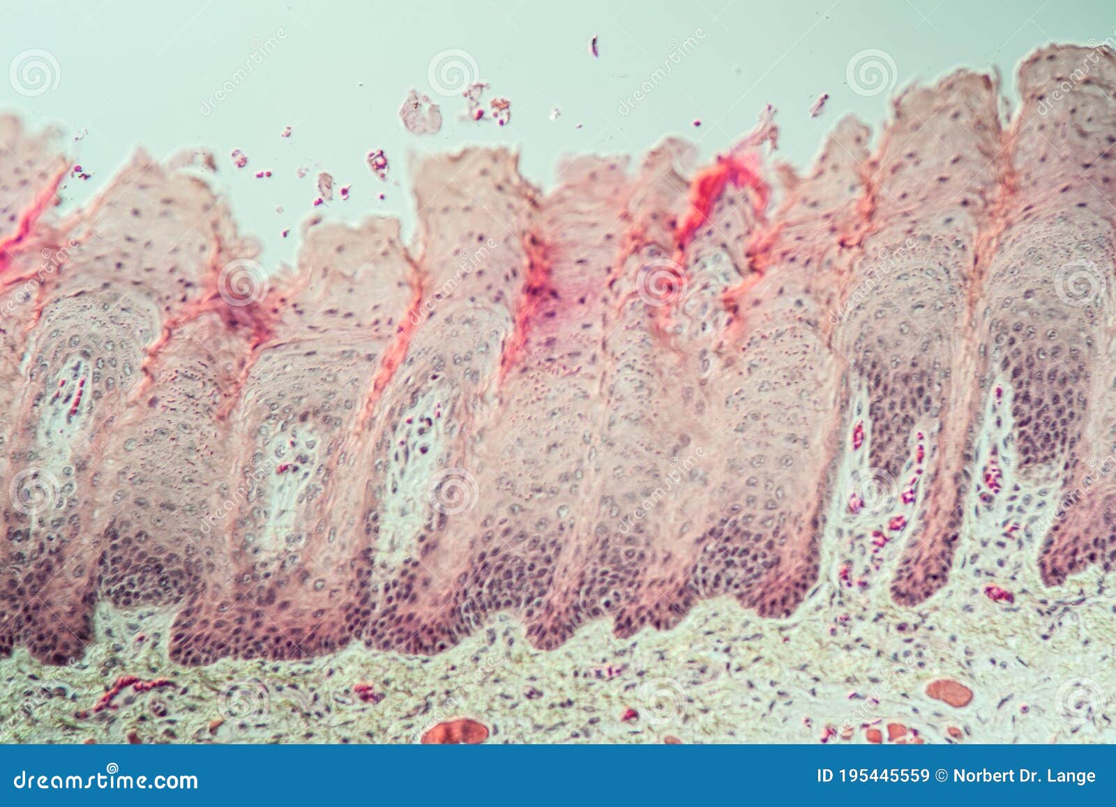 Tongue Tissue with Taste Buds Across Stock Image - Image of research ...