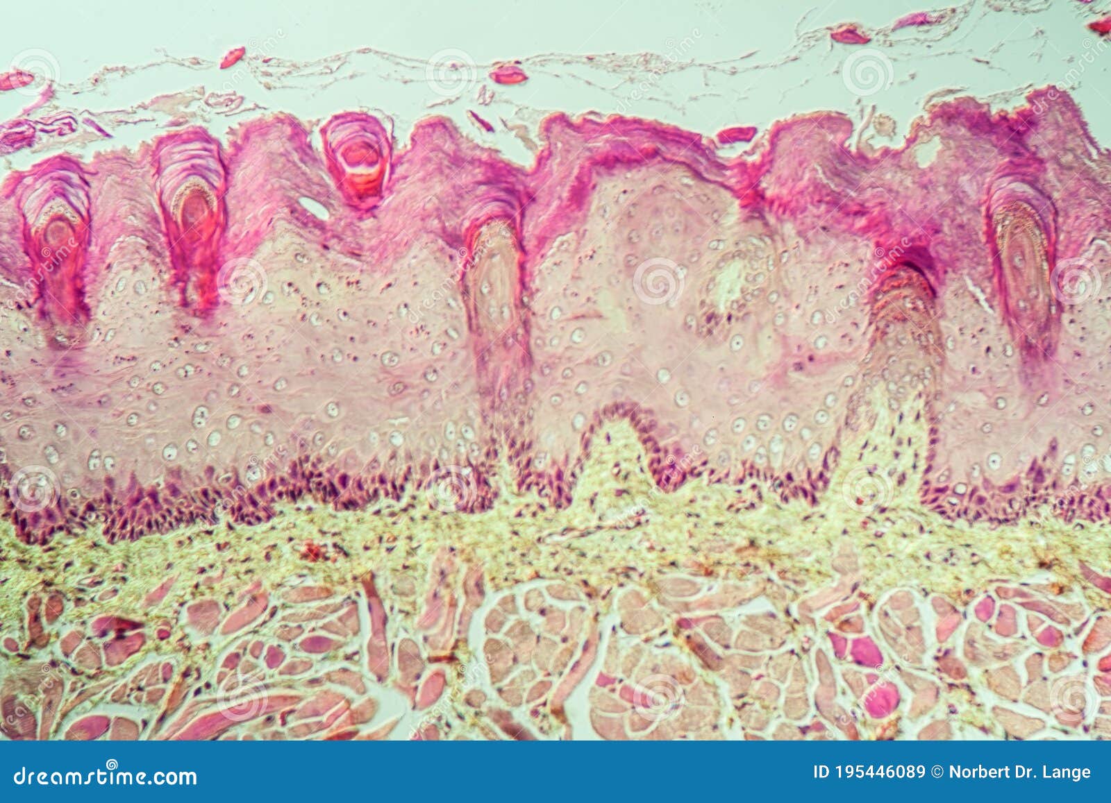 Tongue Tissue with Taste Buds Across Stock Image - Image of research ...