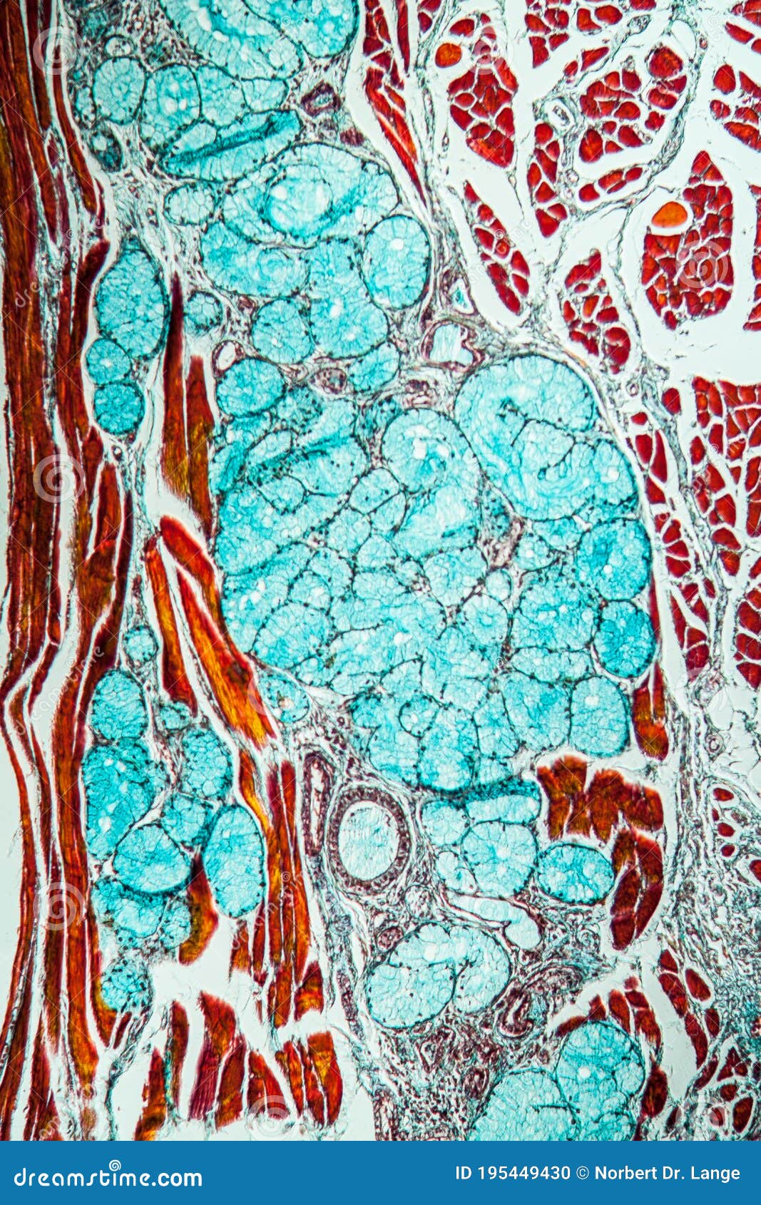 Tongue Tissue with Taste Buds Across Stock Photo - Image of science ...