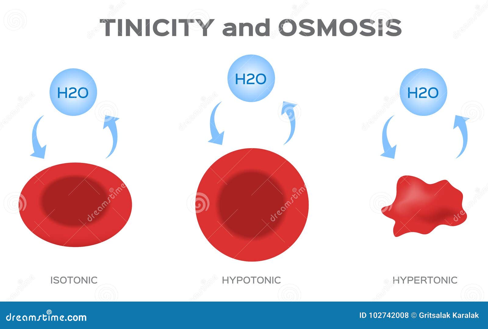 Tonicity E Osmose No Glóbulo Vermelho Ilustração do Vetor - Ilustração ...