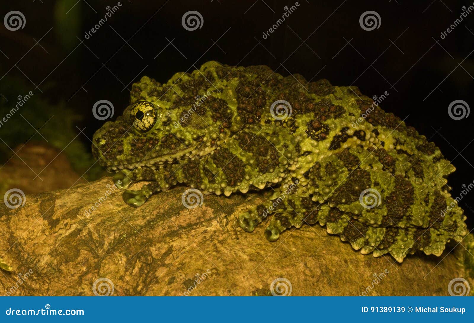 Tonkin bug-eyed frog stock image. Image of theloderma - 91389139
