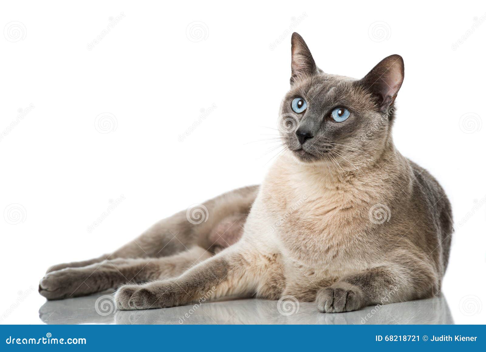 Tonkinese cat stock image. Image of isolated, eyes, purebreed - 68218721