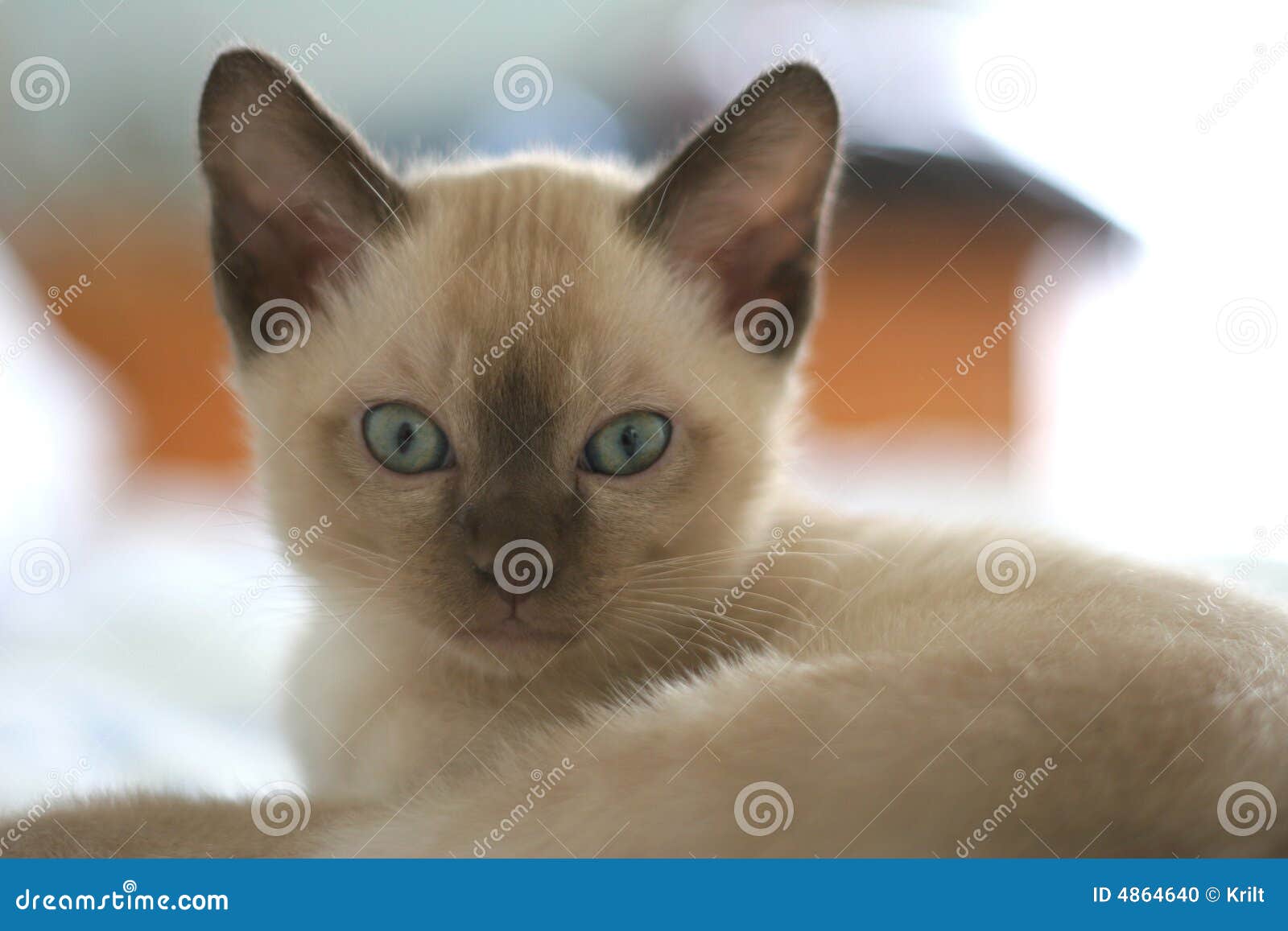 Tonkinese Kitten stock photo. Image of feline, parenthood - 4864640