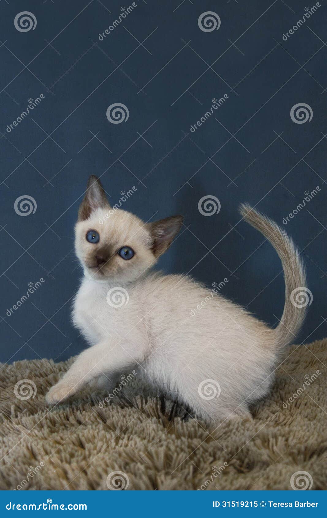 Tonkinese Kitten at Play stock image. Image of breed - 31519215