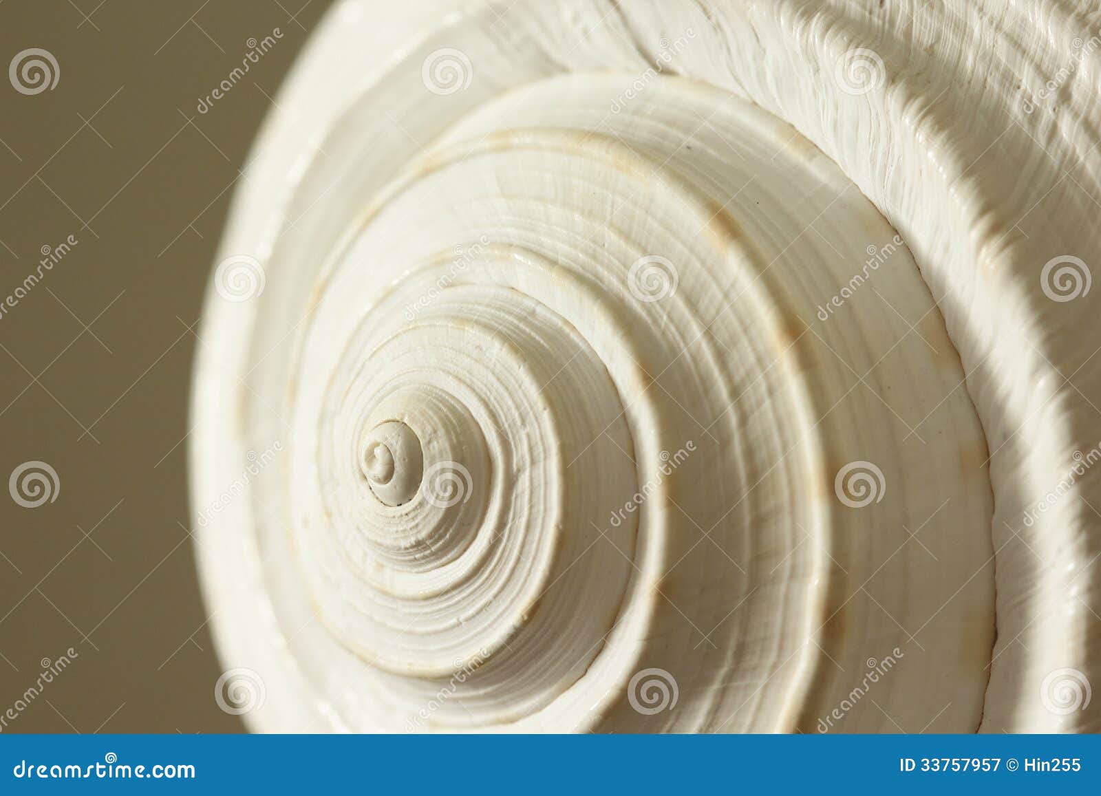 Tonna galea stock image. Image of back, gastropod, closeup - 33757957