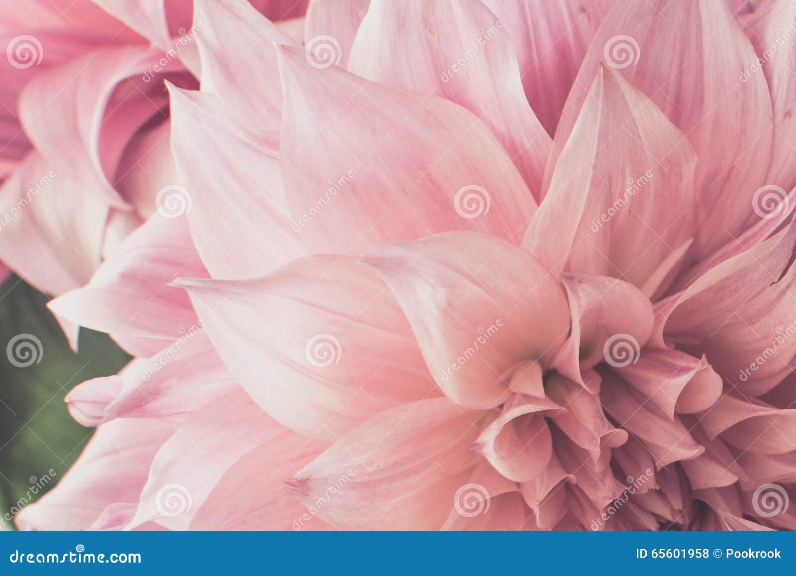 Tono Suave Del Rosa De La Flor Del Poder Foto de archivo - Imagen de ...