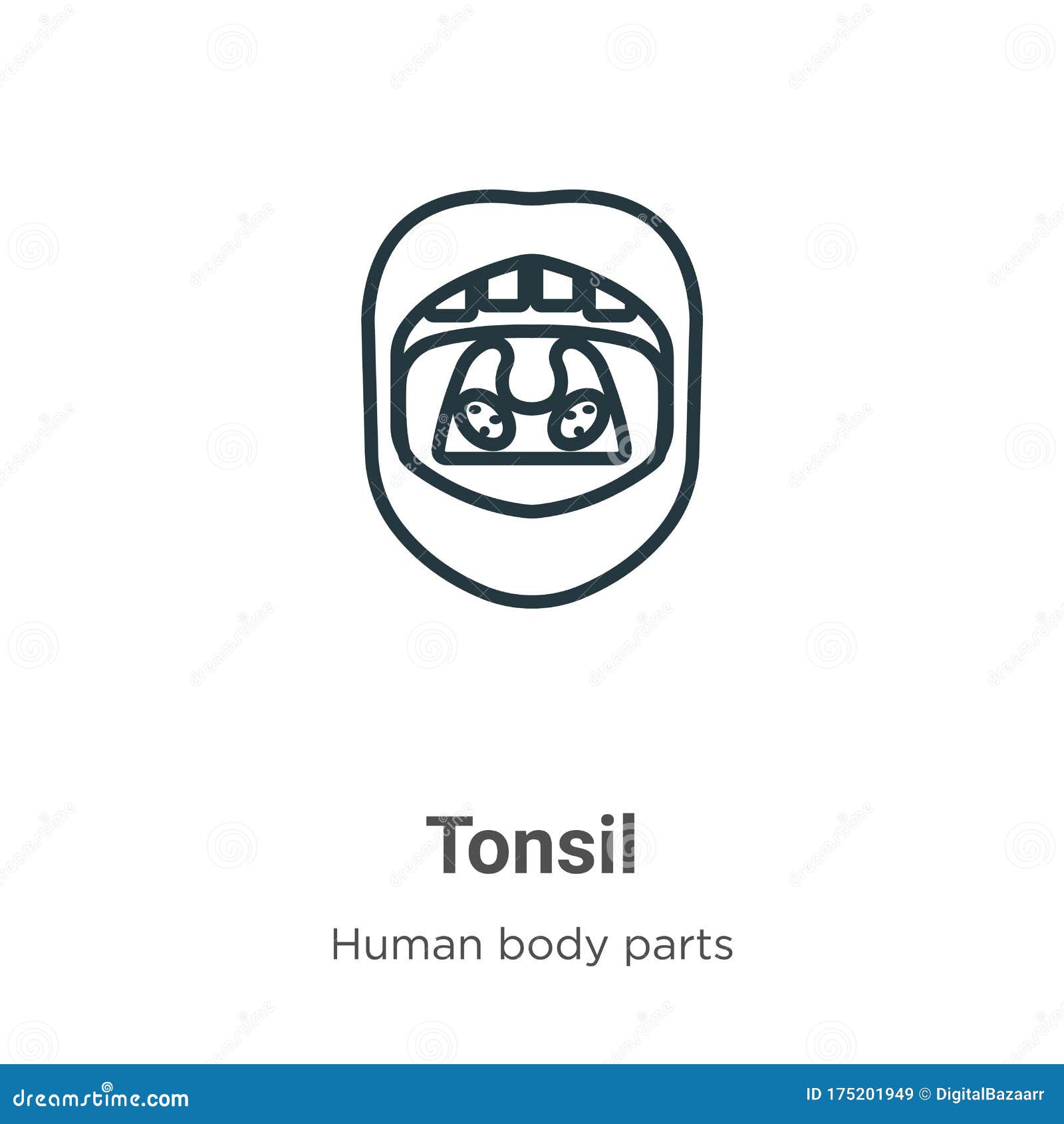 Human Tonsil Structure Diagram Medical Science Cartoon Vector ...