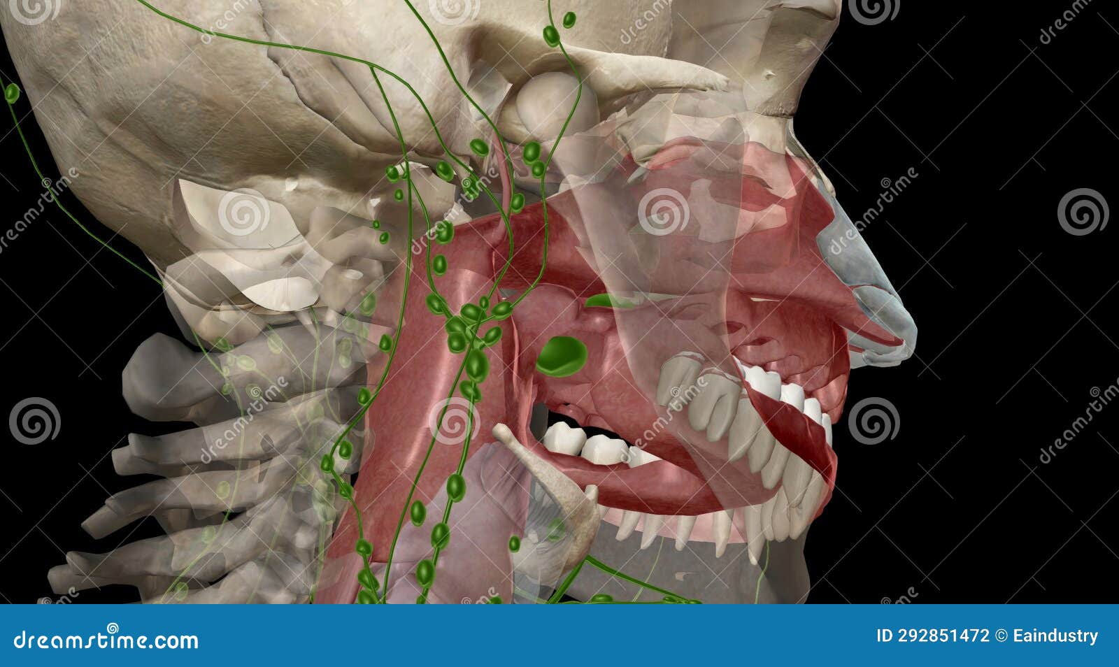 The Tonsils are Lymph Nodes in the Back of the Mouth and Top of the ...