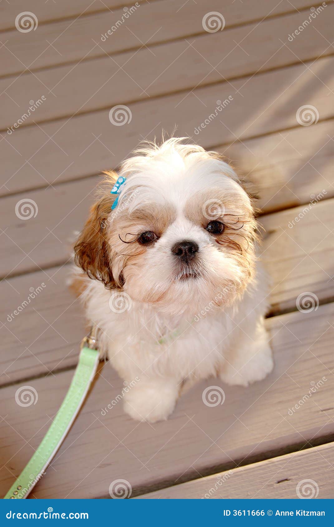 Whimper Face Stock Photos - Free & Royalty-Free Stock Photos from ...