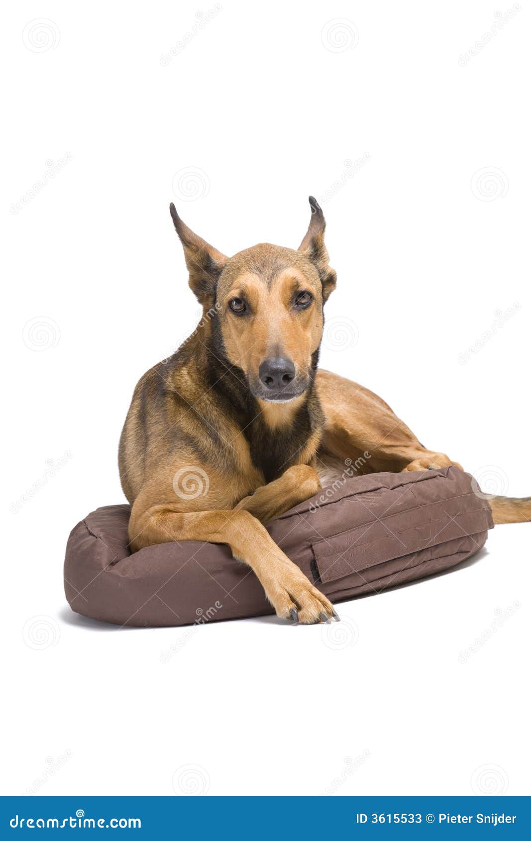 Too large Belgian Malinois stock image. Image of animal - 3615533