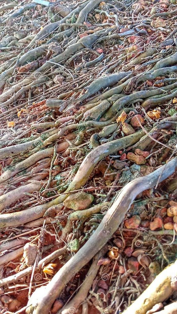 Too Many Tree Roots Coming Out of the Ground Stock Image - Image of ...