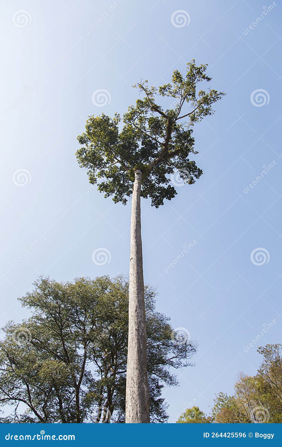 Toog Tree at Chiang Mai, Thailand Stock Photo - Image of nature ...