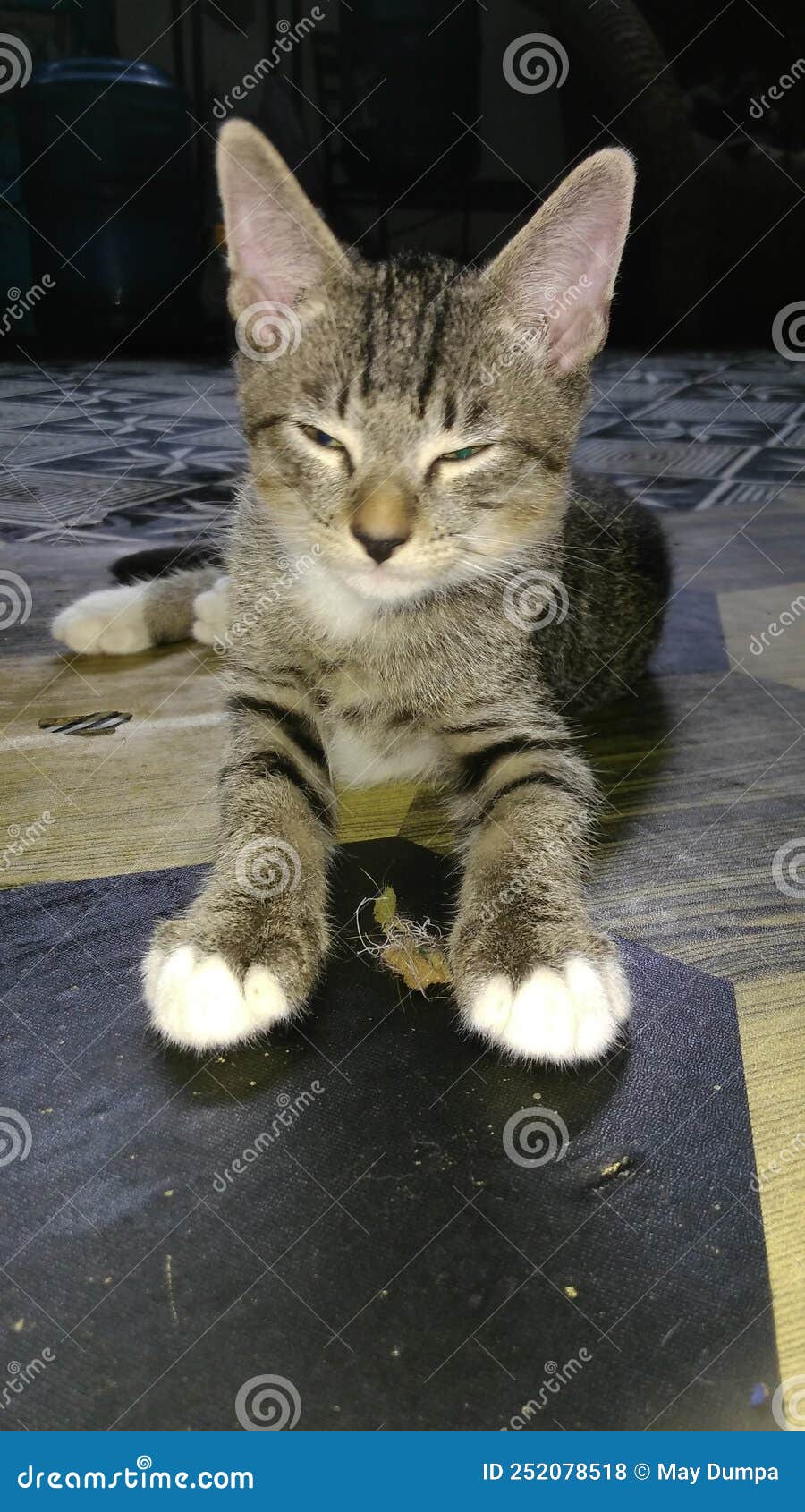 Took Picture of Tabby Kitten Stock Photo - Image of tabby, kitten ...