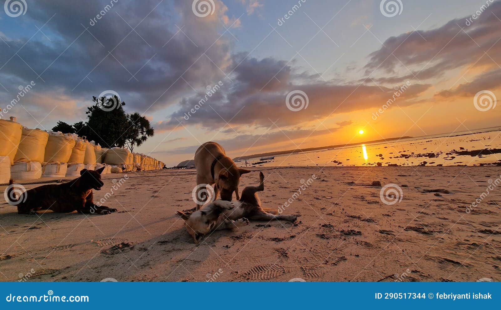 Took a Sunset Photo with Several Dogs Playing on the Sand Stock Photo ...