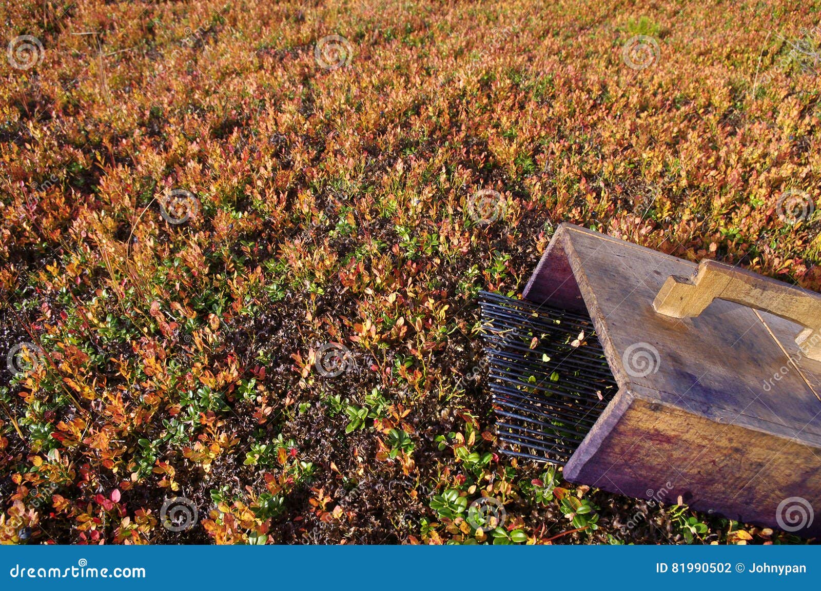 Tool for Blackberry Harvest Stock Photo - Image of pick, berry: 81990502