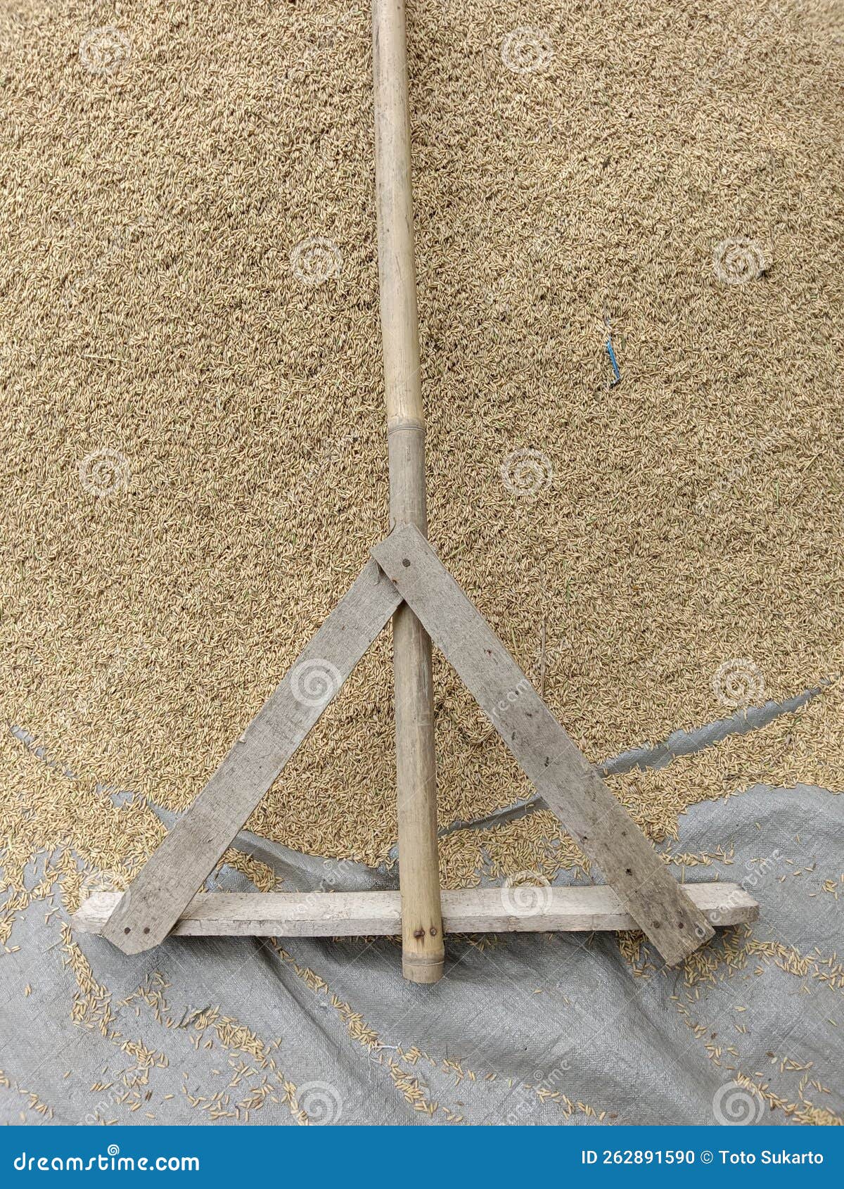 A Tool for Flattening and Collecting Rice when it is Drying Stock Photo ...