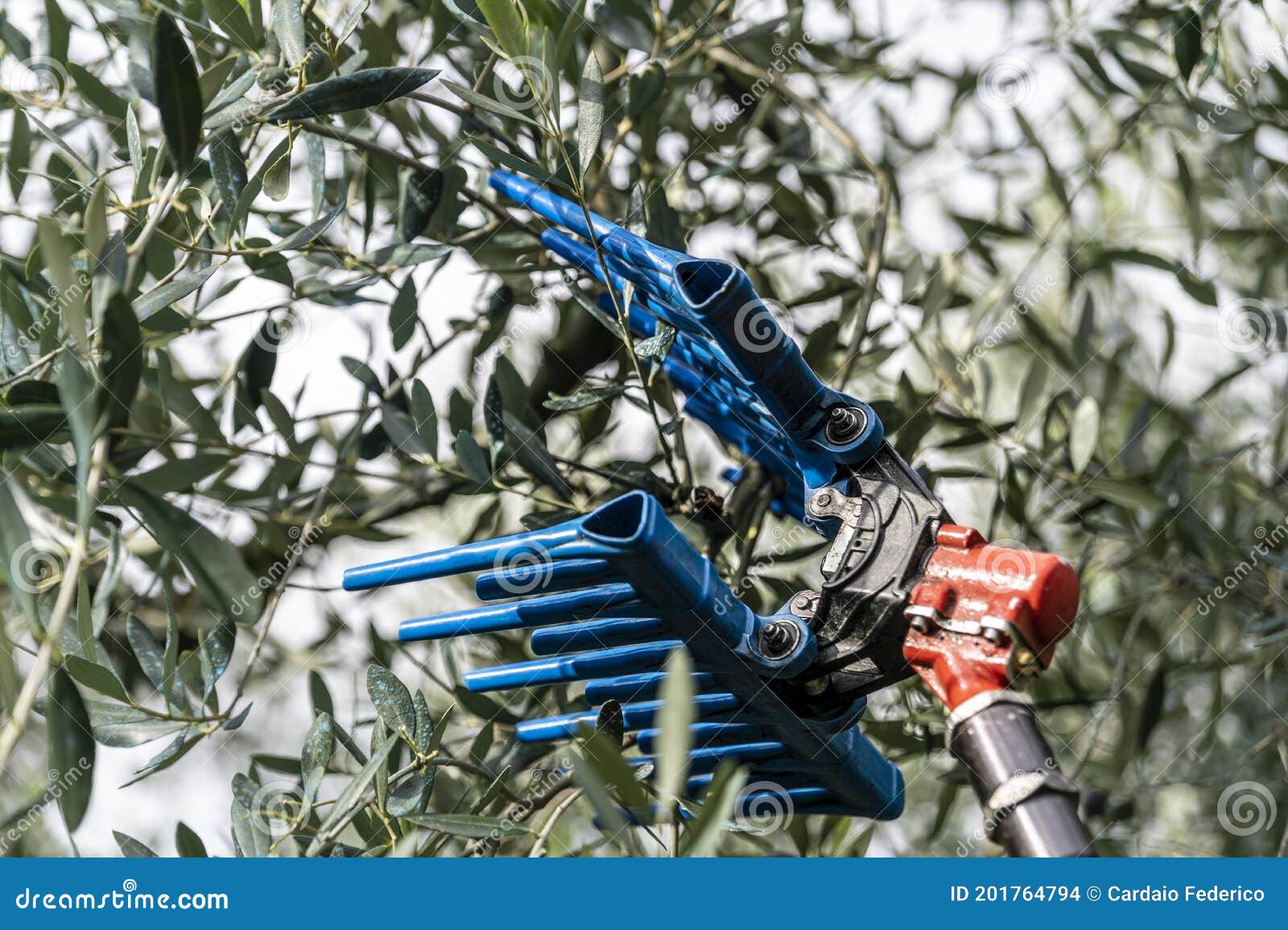 Tool for Olive Harvesting on the Column Stock Photo - Image of ...