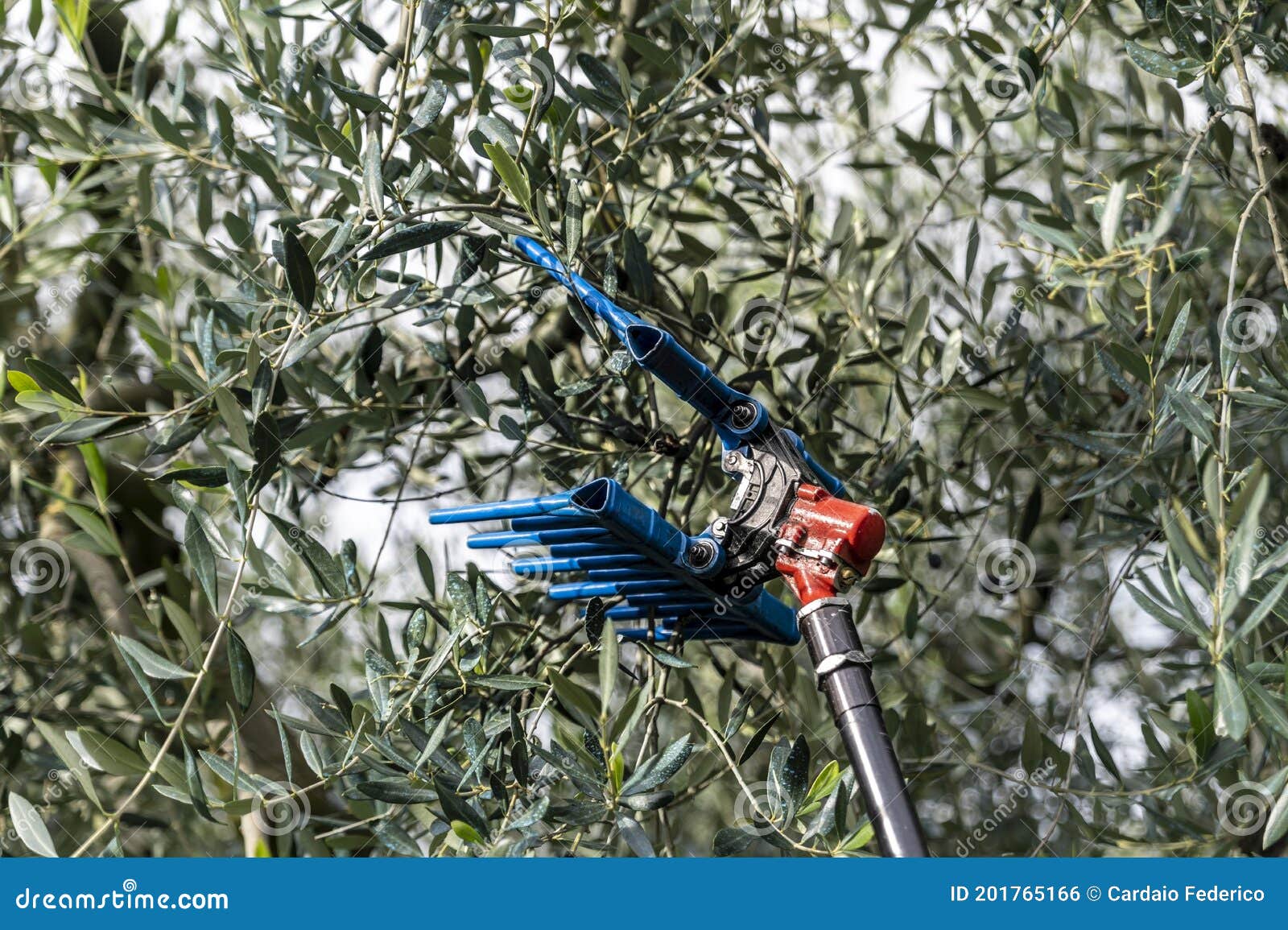 Tool for Olive Harvesting on the Column Stock Photo - Image of ...