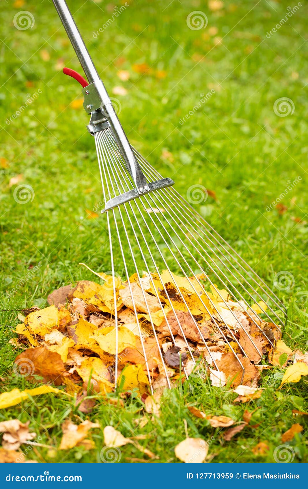 Tool Rake with Fallen Colorful Fall Leaves. Stock Image - Image of ...