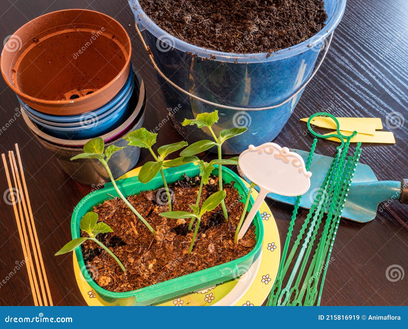 Tool for Repotting the Plants in Spring Stock Image - Image of ...