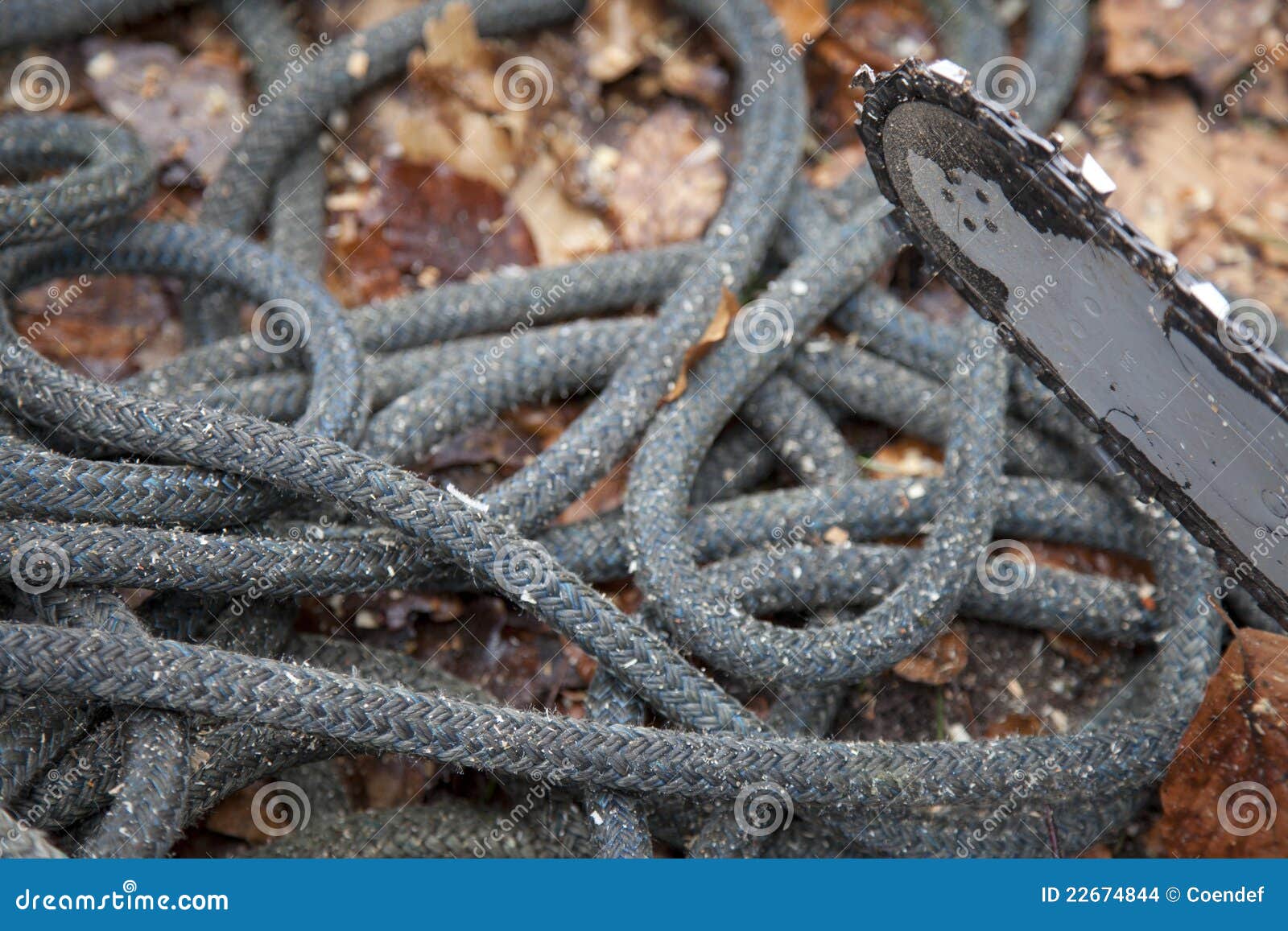 Woodwork Forester Logo With Background Stock Image | CartoonDealer.com ...