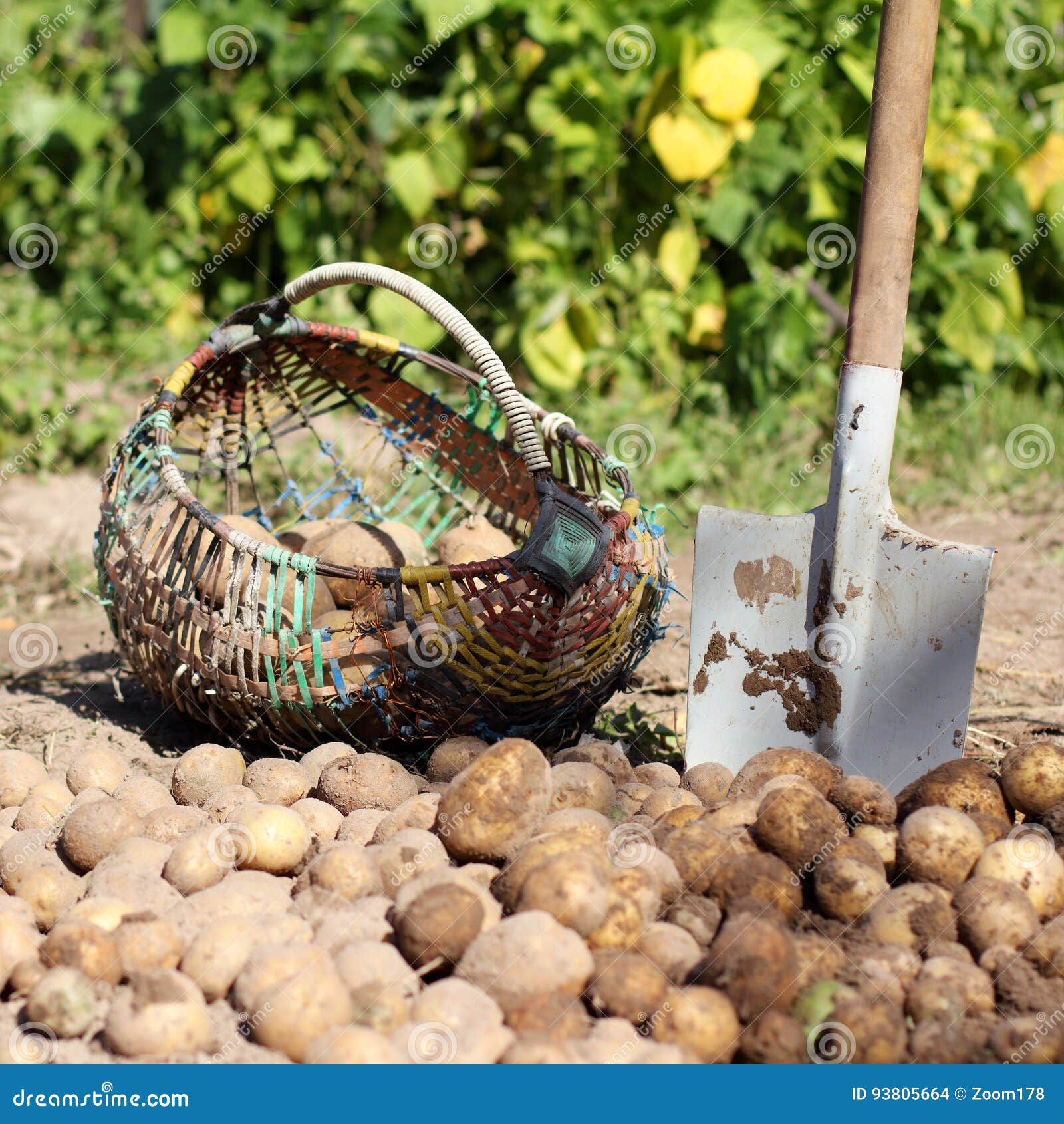 Tools for harvesting stock photo. Image of horticulture - 93805664