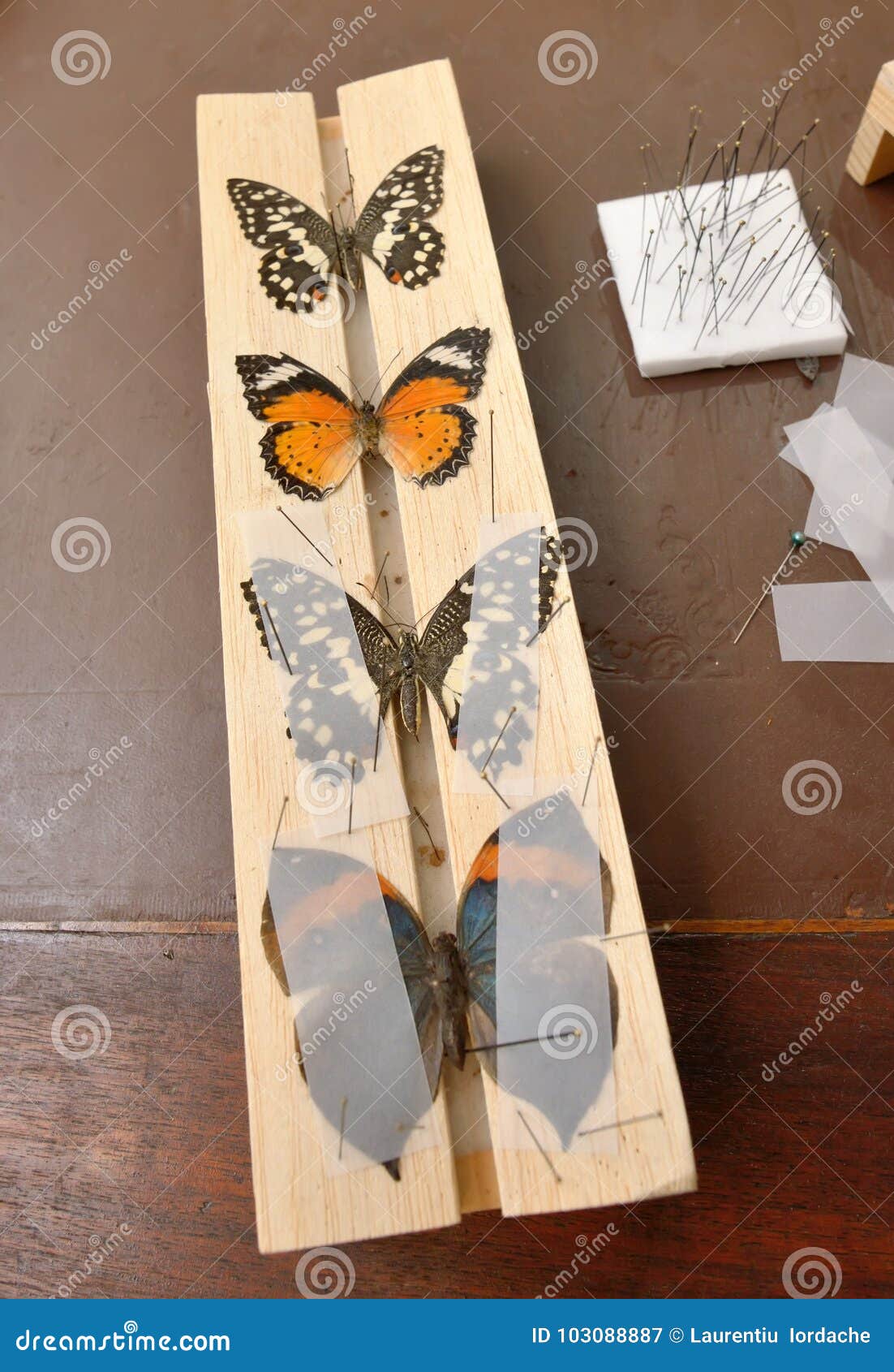 Tools for Insect Collecting Stock Image - Image of study, analysis ...