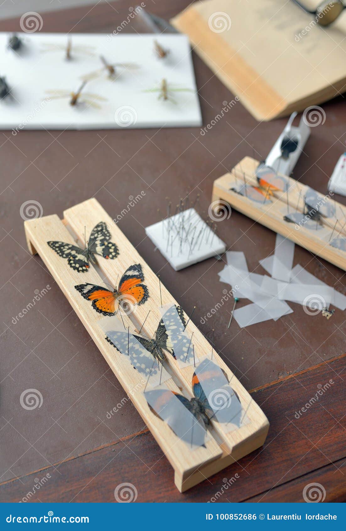 Tools for Insect Collecting Stock Photo - Image of office, science ...